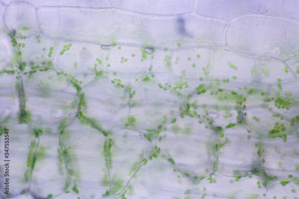 View in microscopy cell membrane of green plant background for biology ...