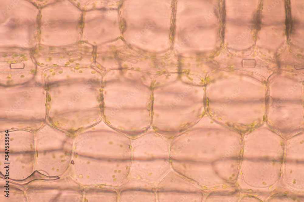 View in microscopy cell membrane of green plant background for biology ...