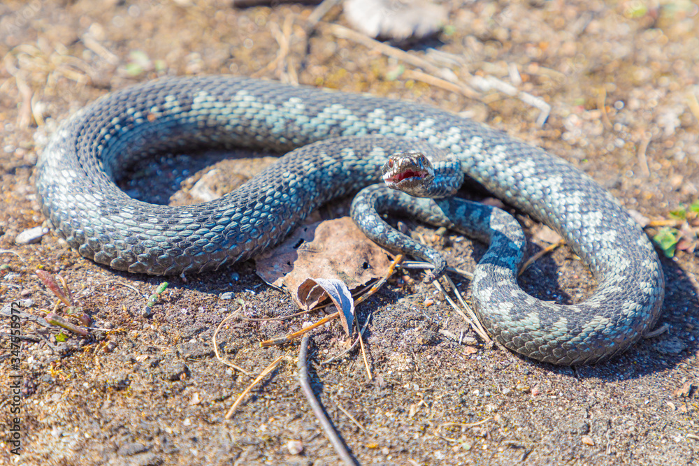 Grey viper or adder venomous snake in attacking or defencive pose ...