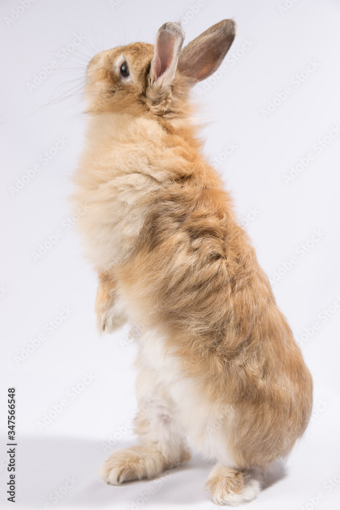 Red fluffy hare on a white background stands on its hind legs Stock ...