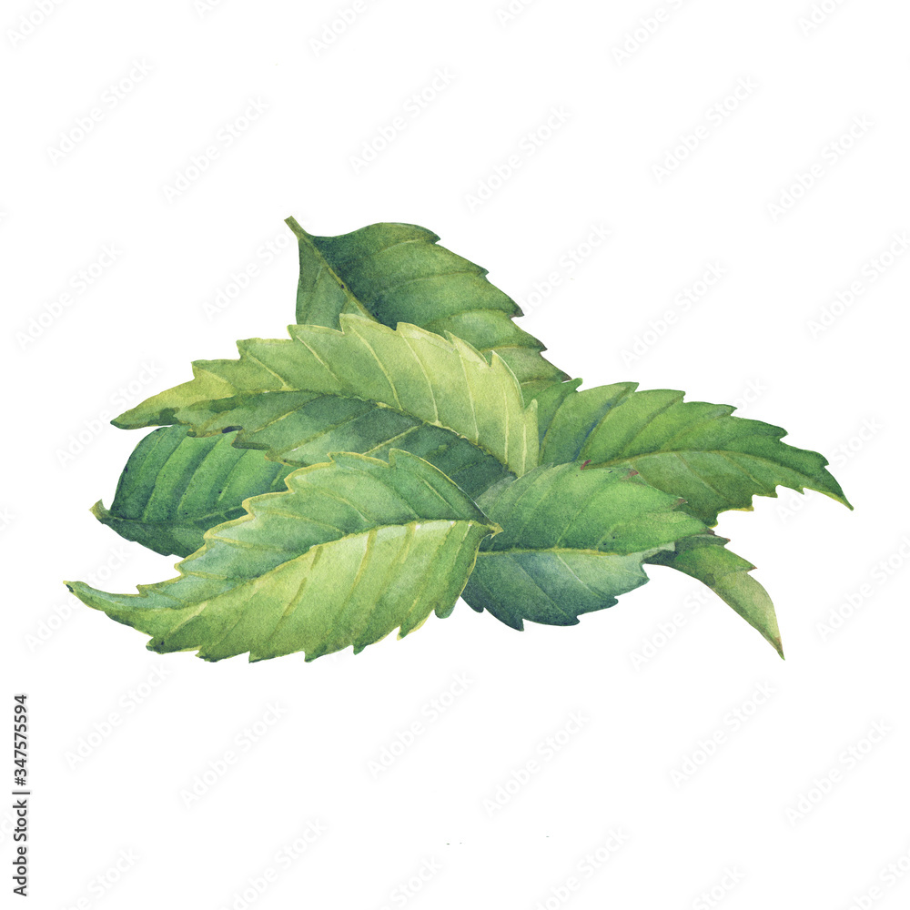 Neem tree green leaves (Azadirachta indica, nimtree or Indian lilac ...