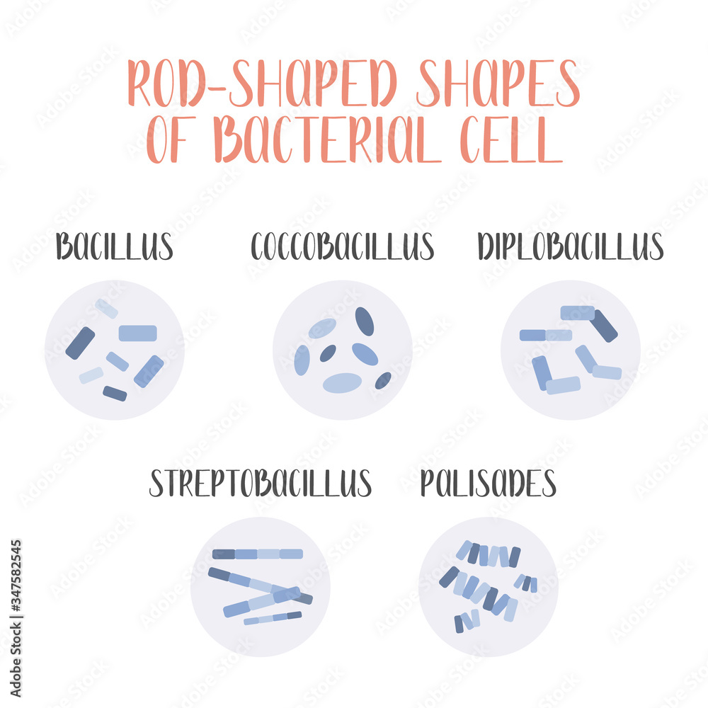 Bacteria classification. Rod-shaped shapes of bacteria, bacilli. Types ...