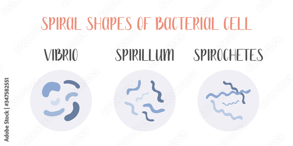 Bacteria Classification Spiral Shapes Of Bacteria Types And Different Forms Of Bacterial Cells