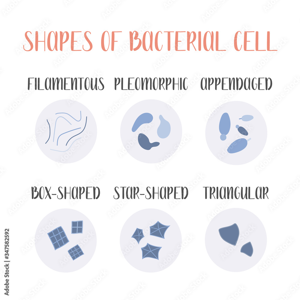 Bacteria classification. Irregular shapes of bacteria. Types and ...