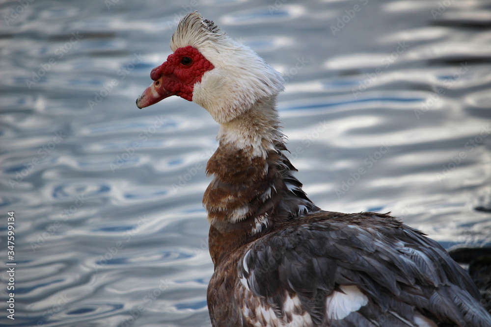 Pato criollo (Cairina moschata momelanotus). También llamado ñuñuma ...