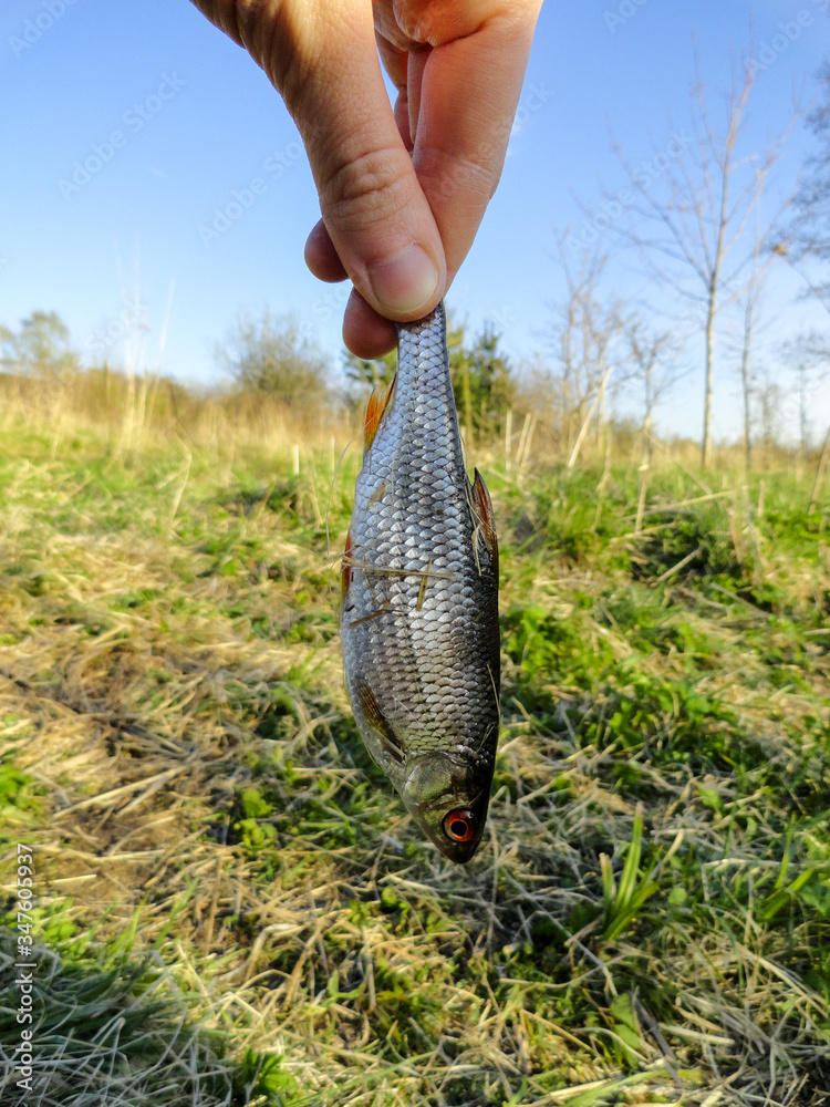 Photograph of the fishing process. Rudd fish. Catching a rudd on a lake ...
