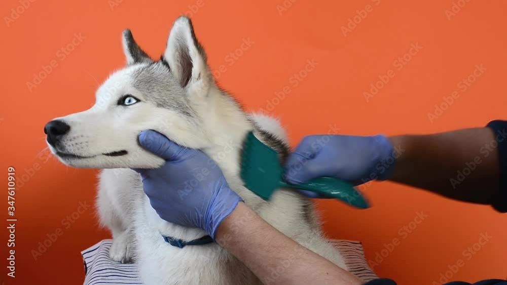 Groomer in a dog saloon combs a gray Husky breed dog by caring for six ...