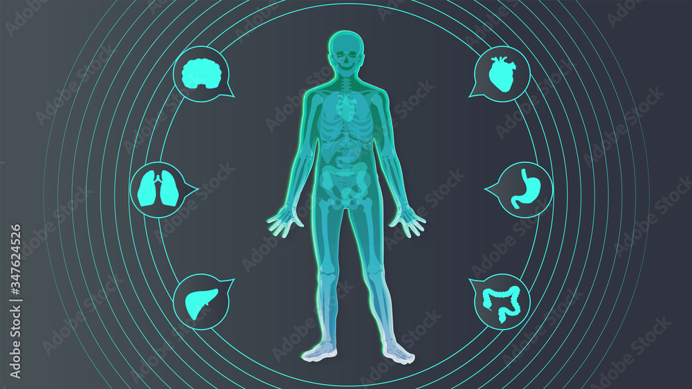 Futuristic hologram anatomy organ human body, innovation interface x ...