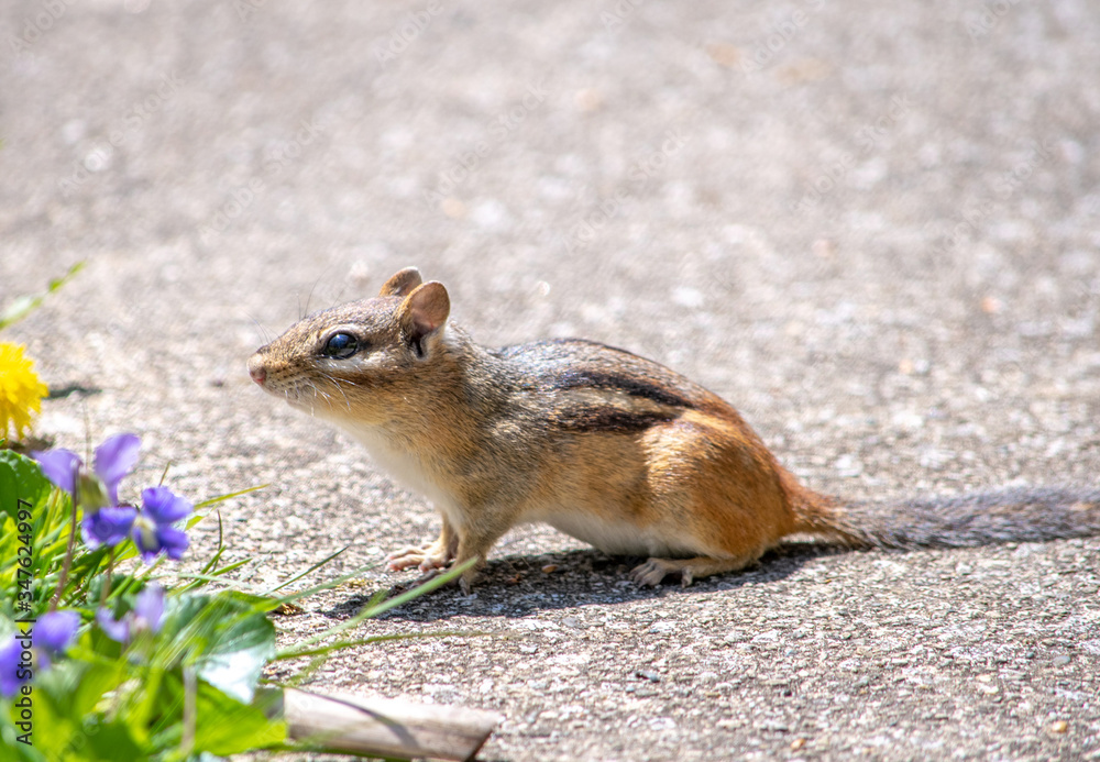 Tiny rodent ready to run as he scurries across a sidewalk Stock Photo ...