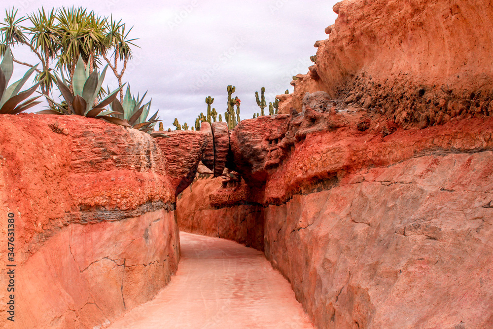 Beautiful trees of the cactus, gorgeous road of red rocks in the ...