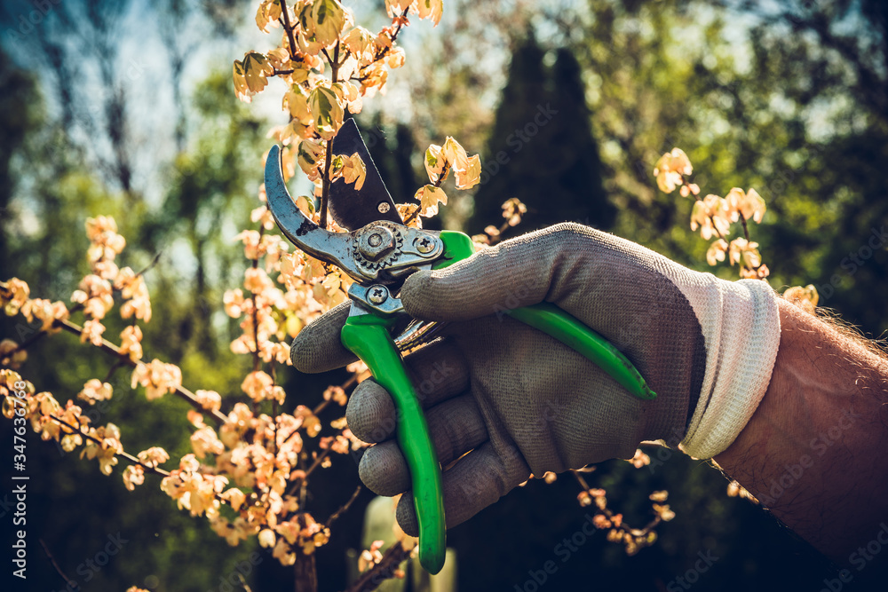 Clipping shrubs with pruning shears. Man cuts branches of bushes with ...