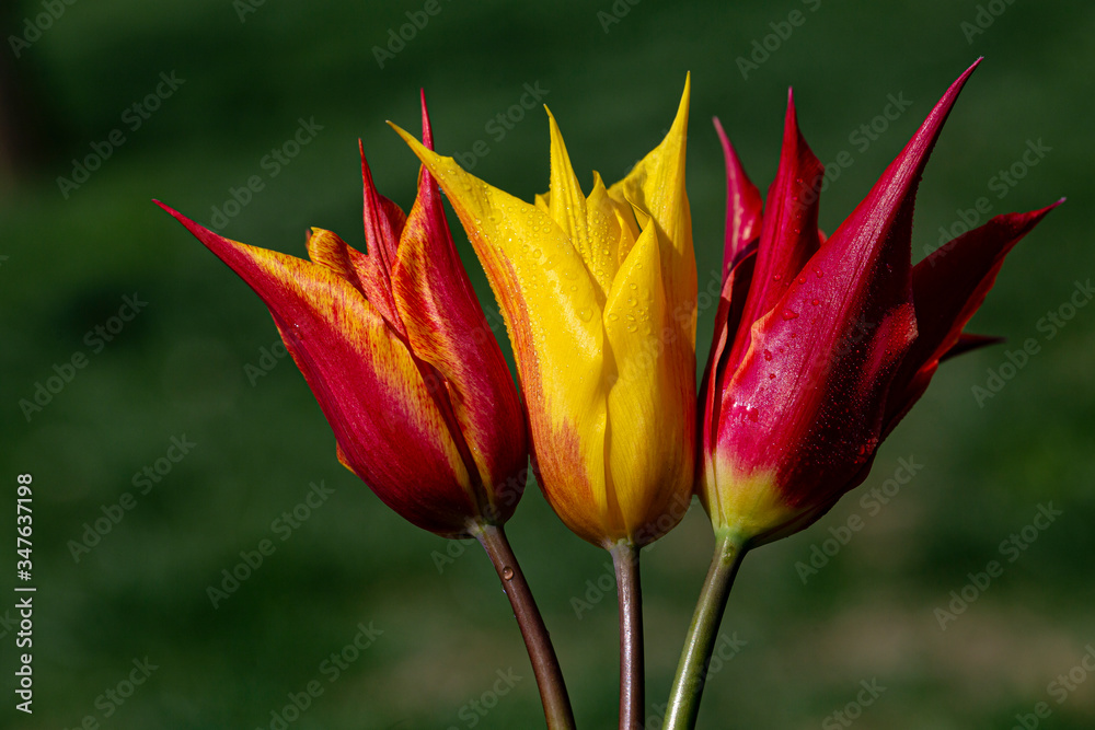 Traditional Tulip Festival at Emirgan Park in Sarıyer district of ...