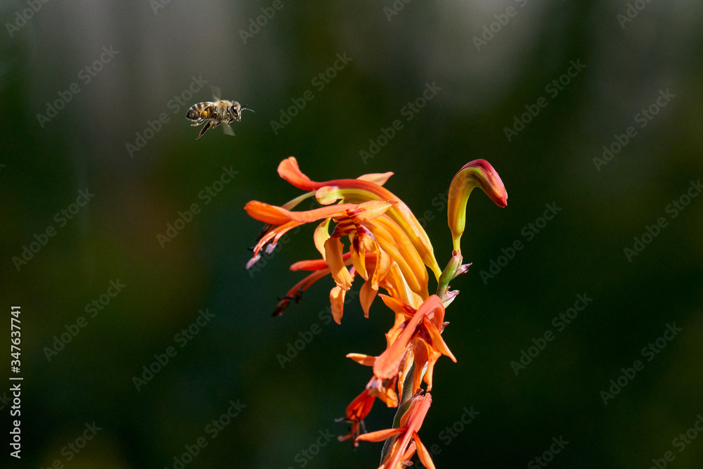 Bee with nectar ball, flying landing and feeding on Lucifer plants ...