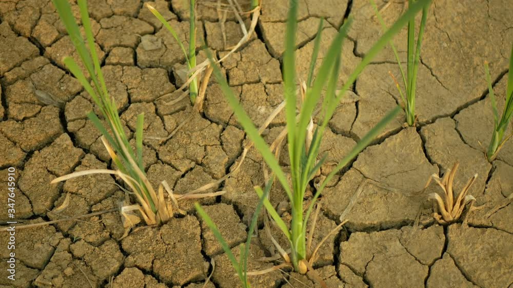 Drought cracked pond wetland, swamp very drying up the soil crust earth ...