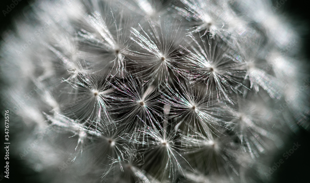 Pusteblume im Detail Stock Photo | Adobe Stock