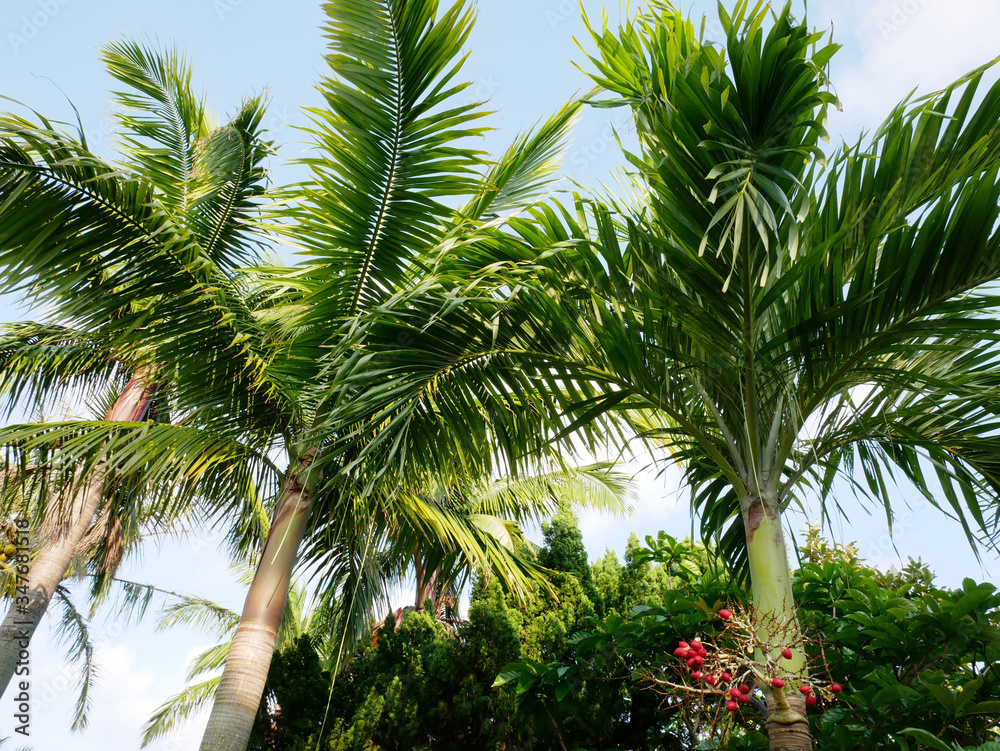 palm trees, manila palm, resort, garden, coconut, water, sunny, natural ...
