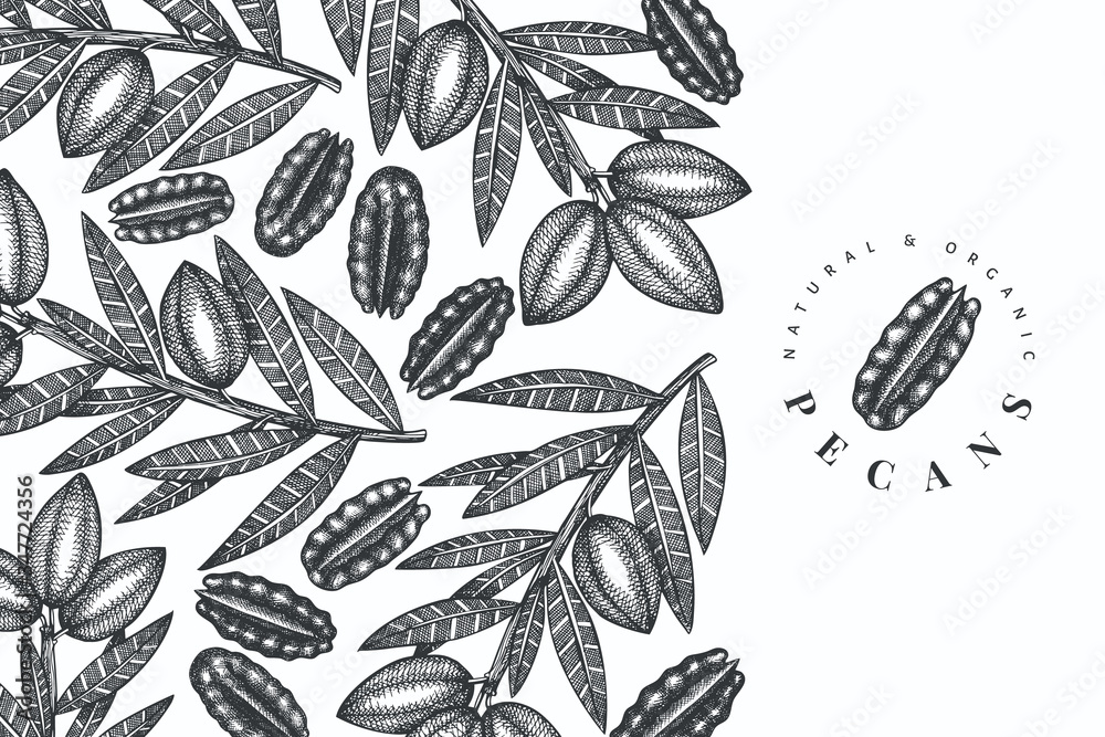Hand drawn pecan branch and kernels design template. Organic food ...
