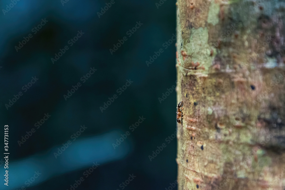Red fire ant protects acacias in a symbiosis relation in the heart of ...