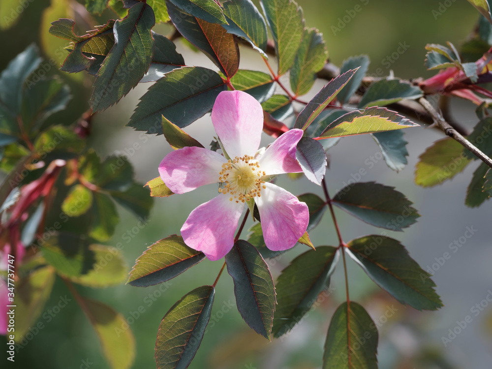 Foto de Rosa rubrifolia ou rosa glauca | Rosier à feuilles rouges ou ...