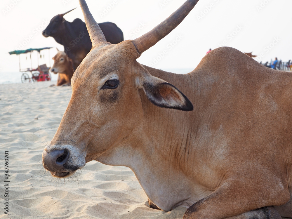 Foto de Cows on a sandy beach in the Indian state of Goa. Sacred ...