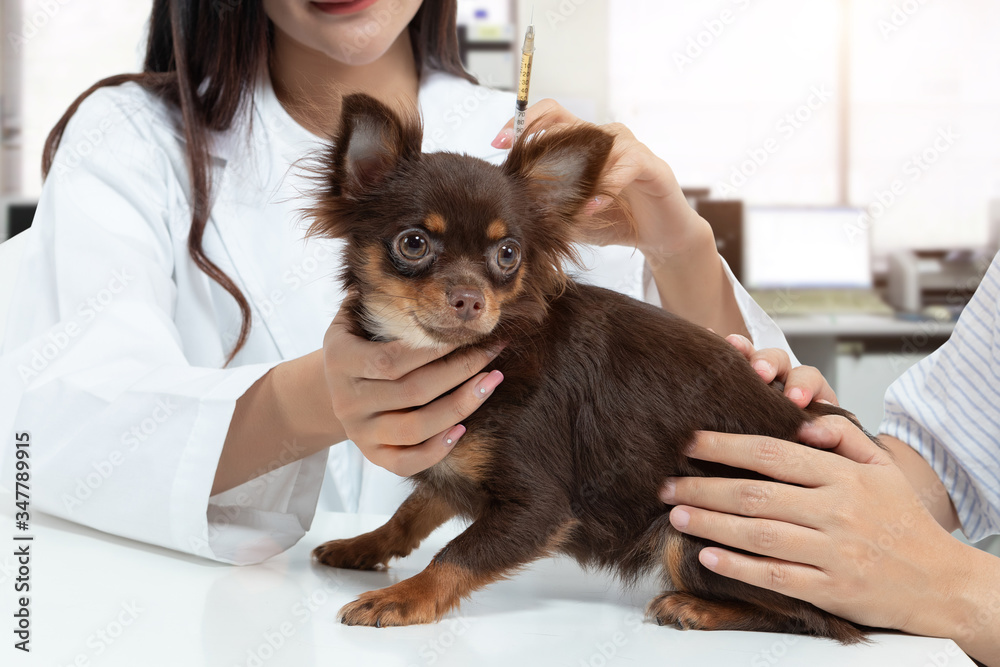 vet doctor is examining the dog and treating it by injecting medicine ...
