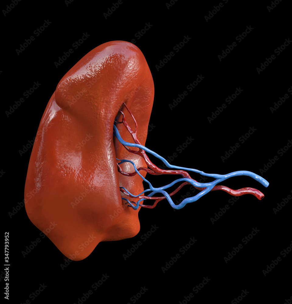 spleen anatomy, Human Internal Organs, 3D illustration Stock ...