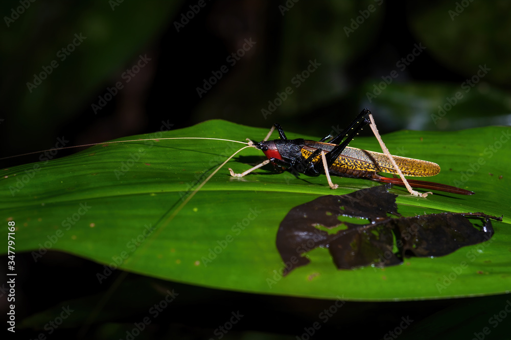 katydids cricket - Macroxiphus sumatranus, large colored cricket from ...