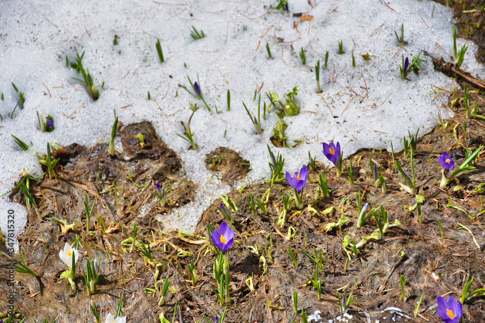 Matreier Tauernhaus, Felbertauern, Blume, Blumen, Krokus, Krokusse ...