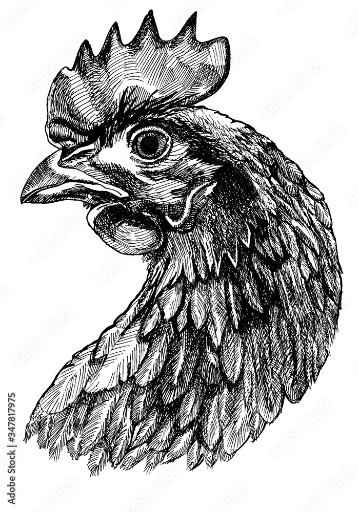 Vector. Chicken Head Line drawing. Stock Vector | Adobe Stock