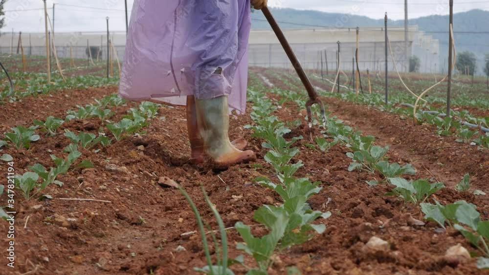 Farmer working in a cabbage field. Weeding remove weed with hoe ...