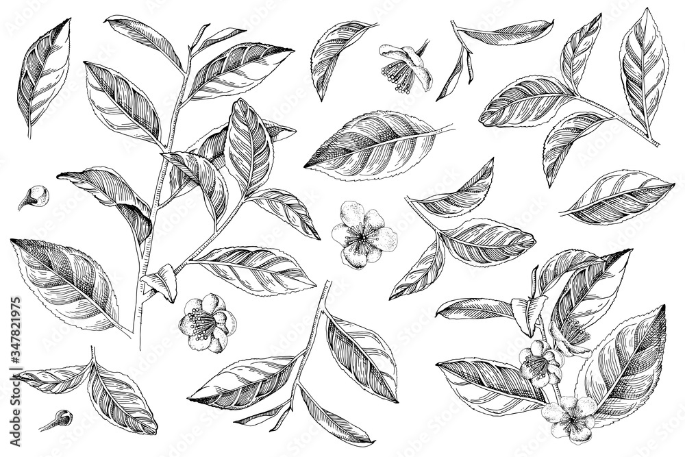 Hand drawn set of tea plant branches, leaves and flowers Stock Vector ...
