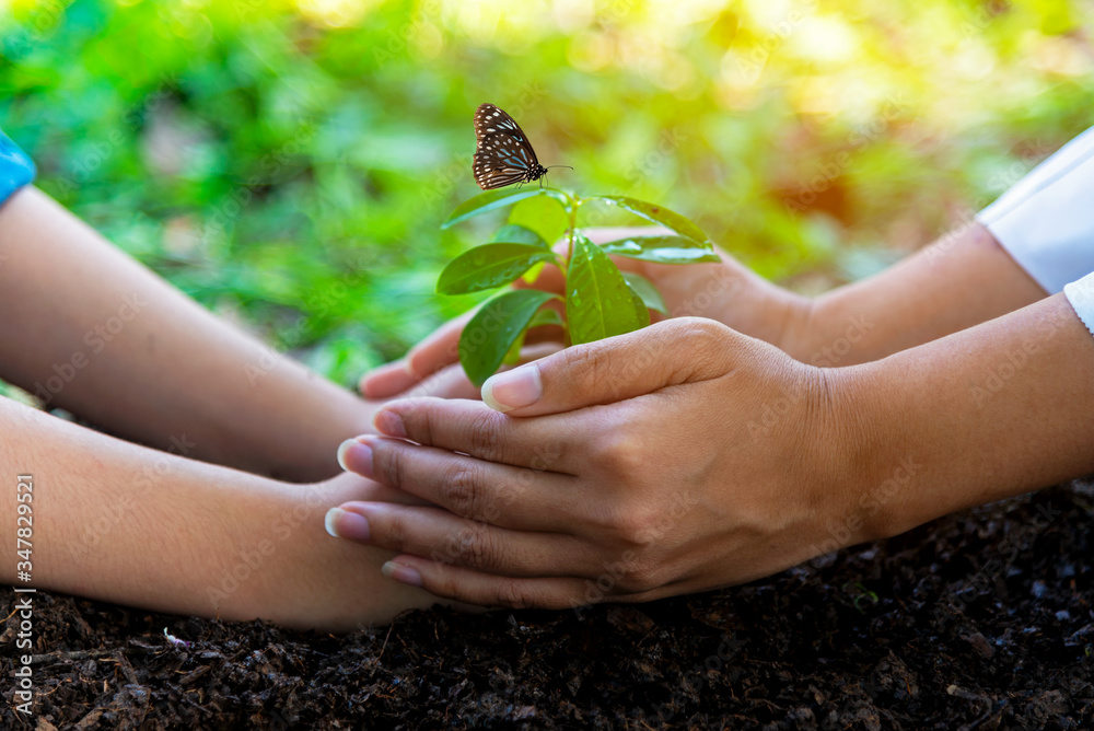 Environment nature. People team work holding young plants in the nature ...