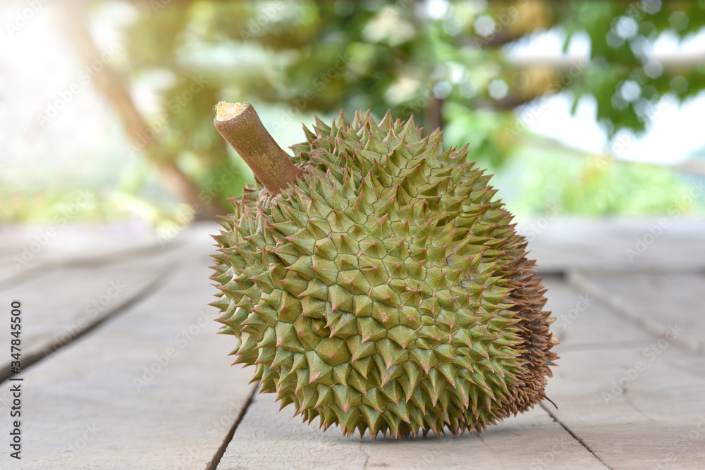 Ripe durian on table under tree shadow in the garden. King of fruit ...