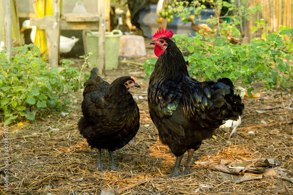 Male and female chickens ( rooster and hen ) black australorp on ...