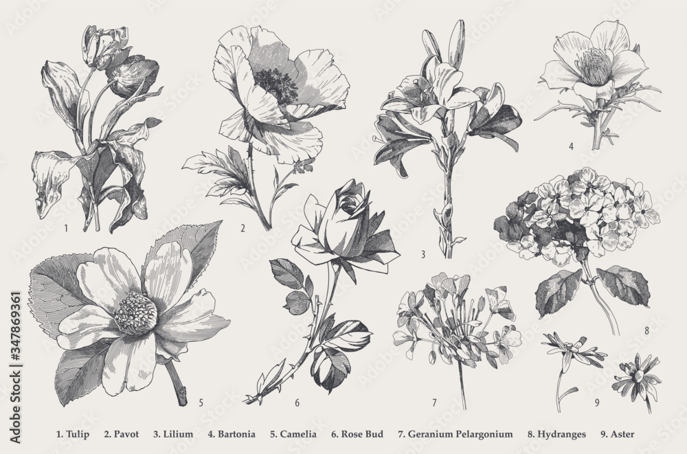 Vintage vector botanical illustration. Set. Autumn flowers. Black and ...