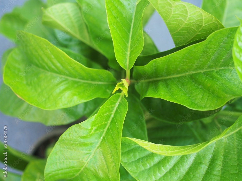 Yellow Champaka tree in Thailand Stock Photo | Adobe Stock