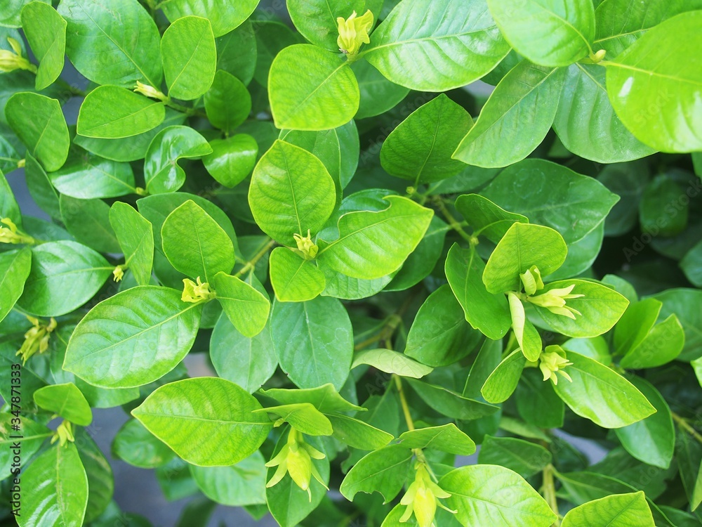 Yellow Champaka tree in Thailand Stock Photo | Adobe Stock