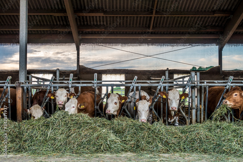 Kühe fressen frische Silage im Stall Stock Photo | Adobe Stock