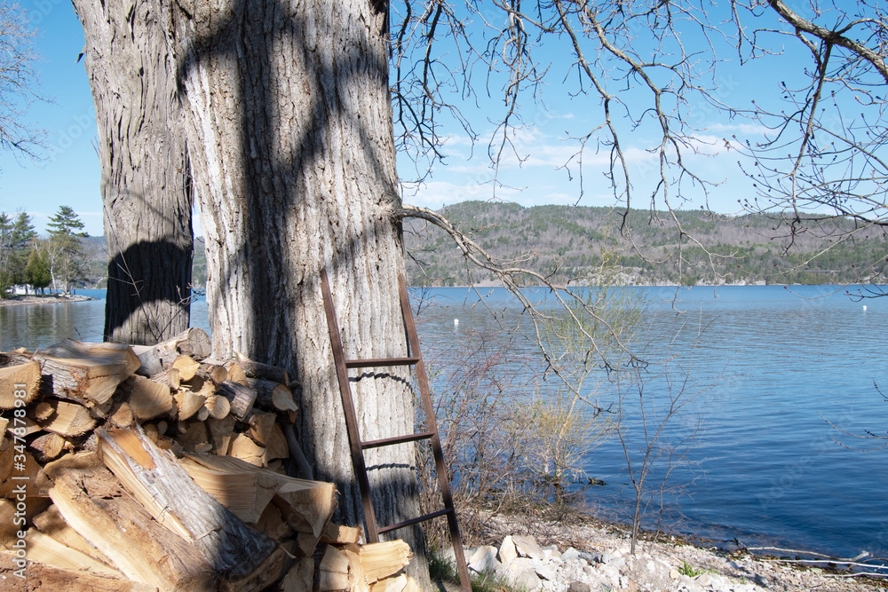 Firewood logs near a tree with an iron ladder at the water's edge Stock ...