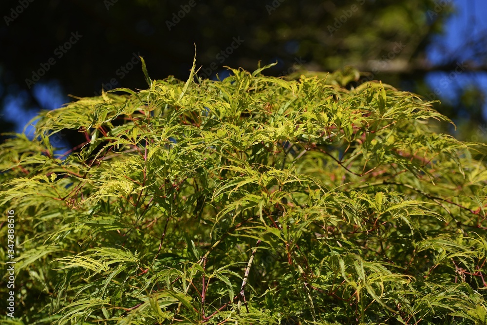Foto de Tree branches of Acer palmatum Sango-Kaku, commonly known as ...