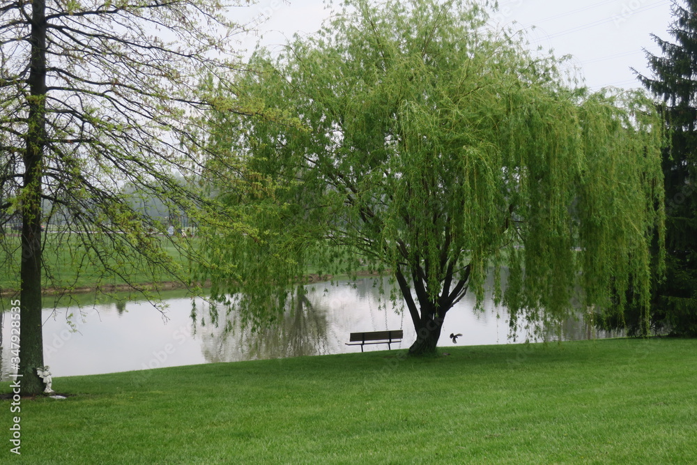 Bench Under A Weeping Willow Tree (Next To Lake, With Bird Flying and ...
