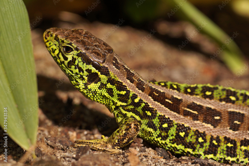 Sand lizard, male in mating robe. Spring, the month of May. Stock Photo ...