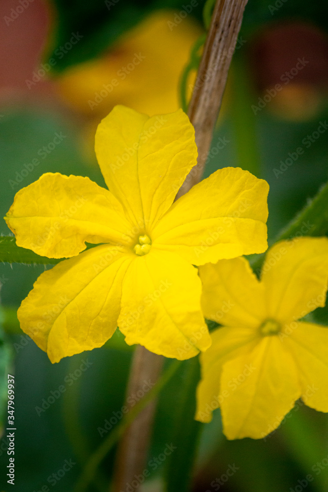 Organic home growing, Cucumber flower macro on creeping vine, species ...