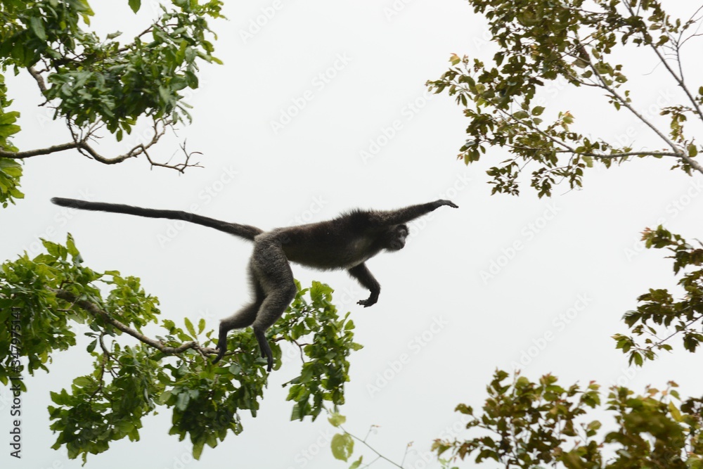 Javan Langur (Trachypithecus a. auratus) jumping from tree to tree at ...