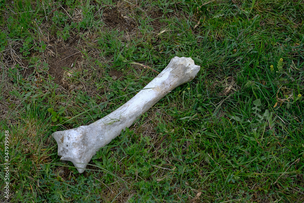 bone fragments of an animal, jaw bone of an animal, dry bone, skeleton ...