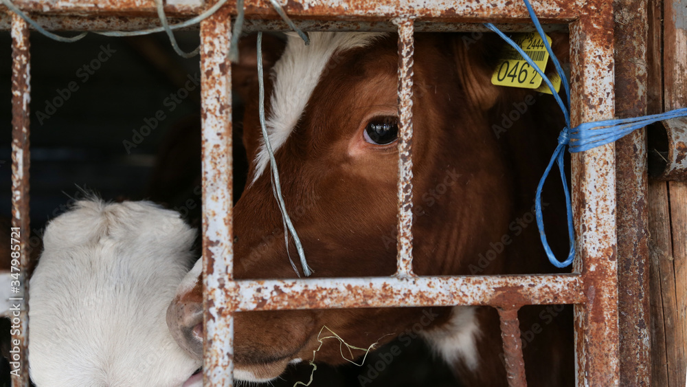 sad cow eye in captivity Stock Photo | Adobe Stock