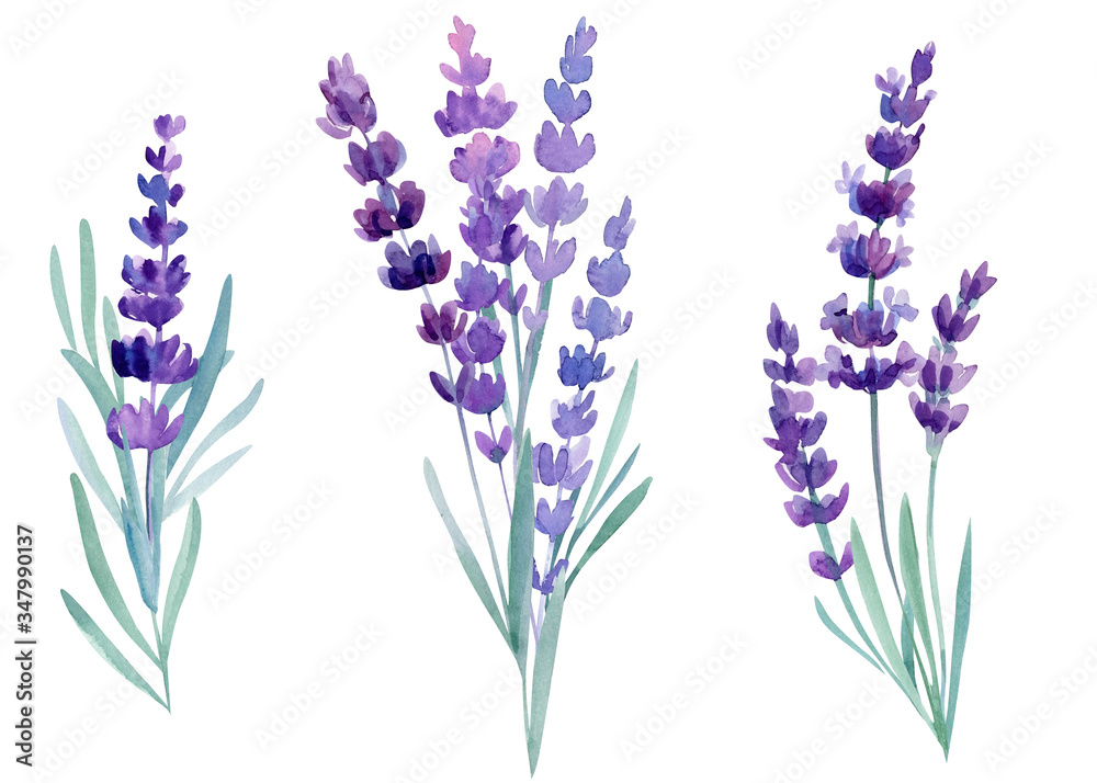 Bouquet of lavender flowers on a white background, watercolor hand ...