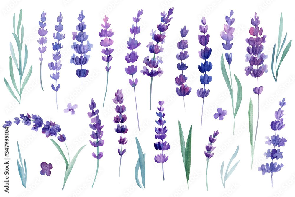 Set of lavender on a white background, watercolor hand drawing ...