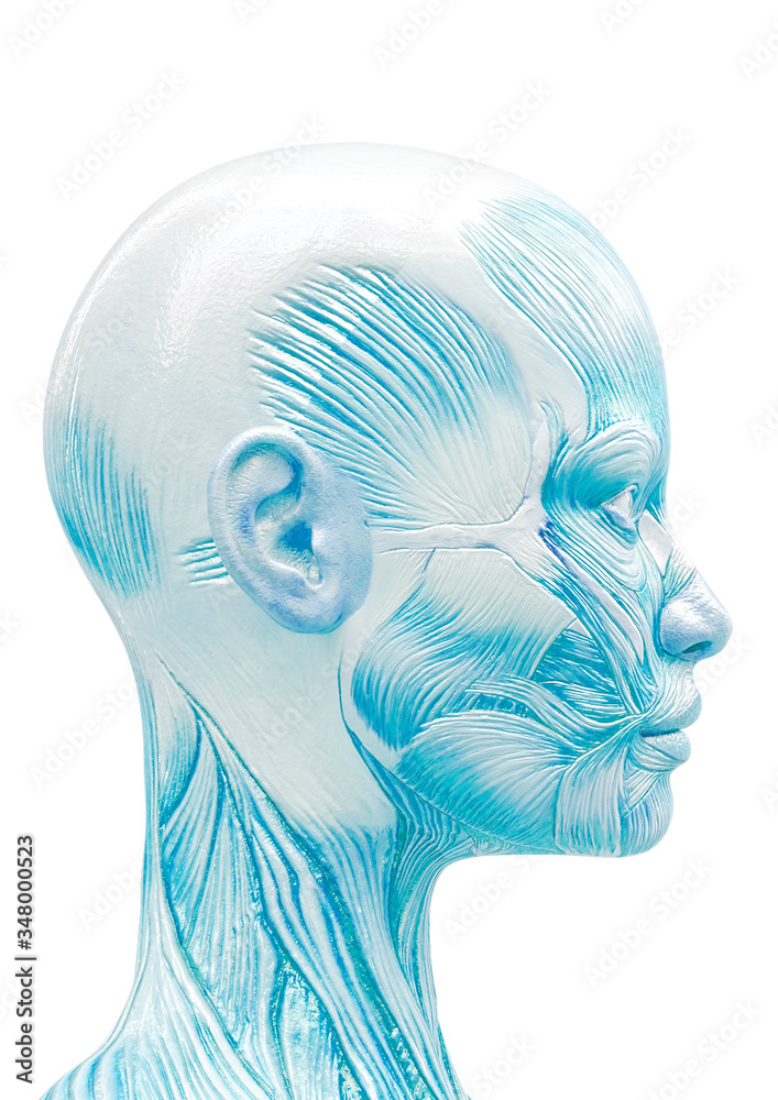 muscle woman id profile in white background side view Stock ...