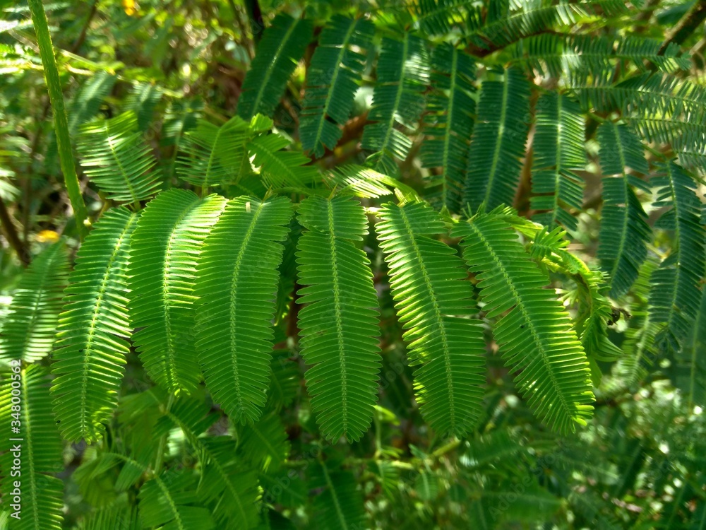 Mimosa pigra with natural background. Mimosa pigra, commonly known as ...